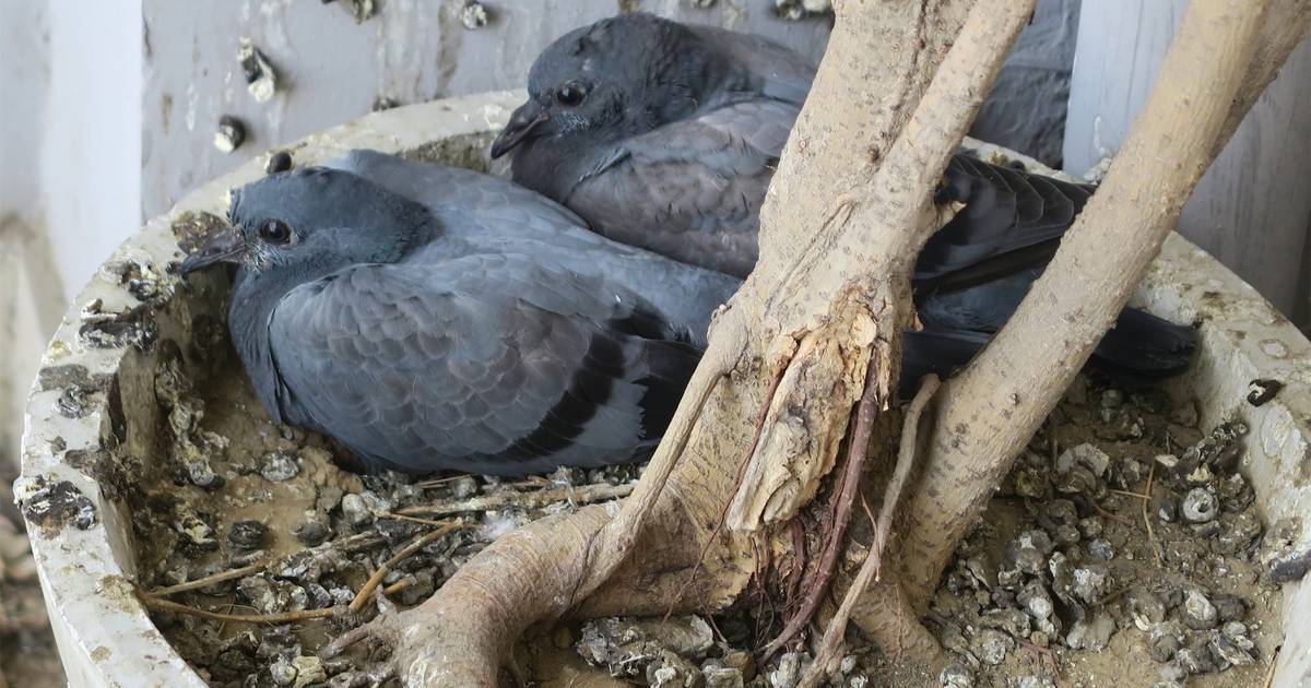 Bird-Dropping Clean-Up & Power-Washing NJ, NY, CT | Birds & Geese ...