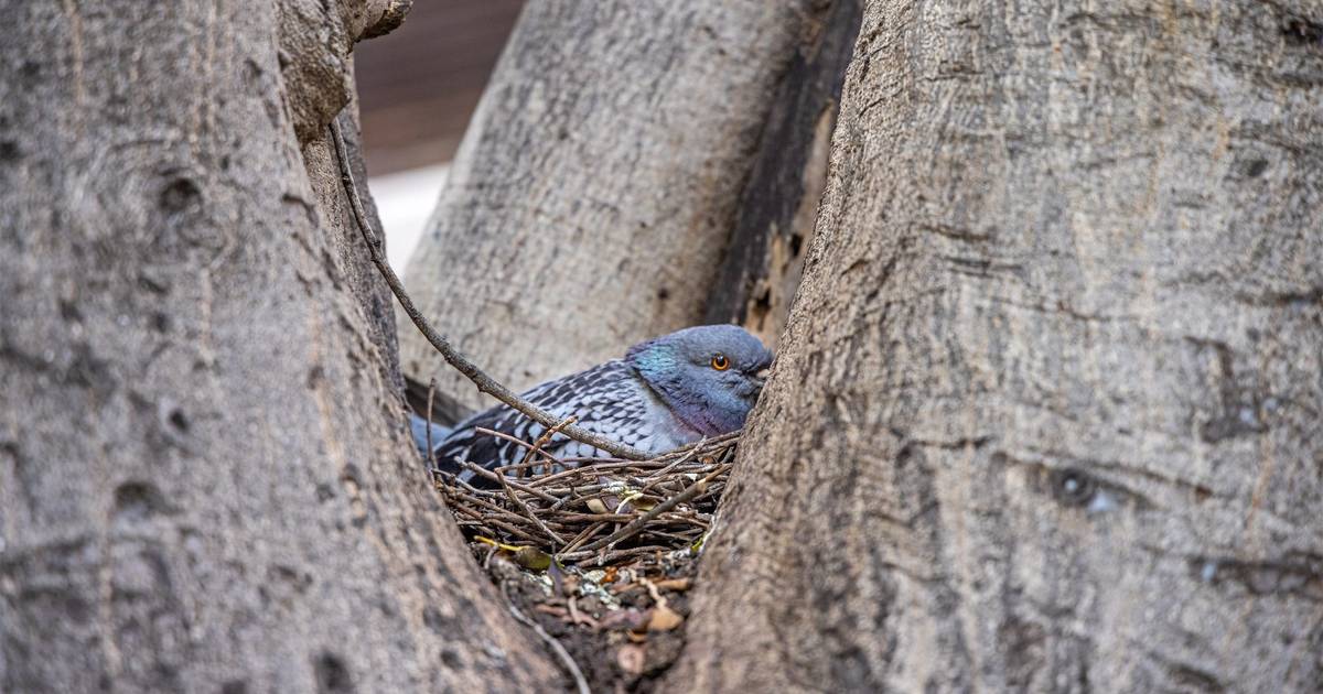 Property Damage Caused by Birds Nesting | Birds & Geese Beware, Inc