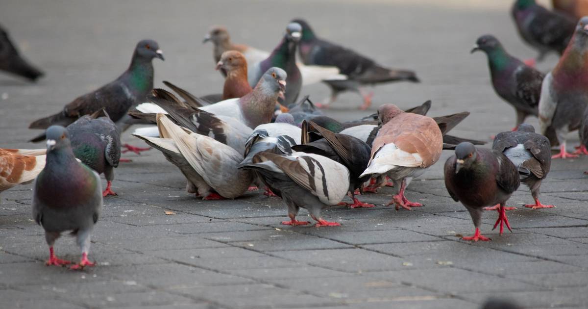 Liquid Bird Repellents NJ, NY, CT | Birds & Geese Beware, Inc