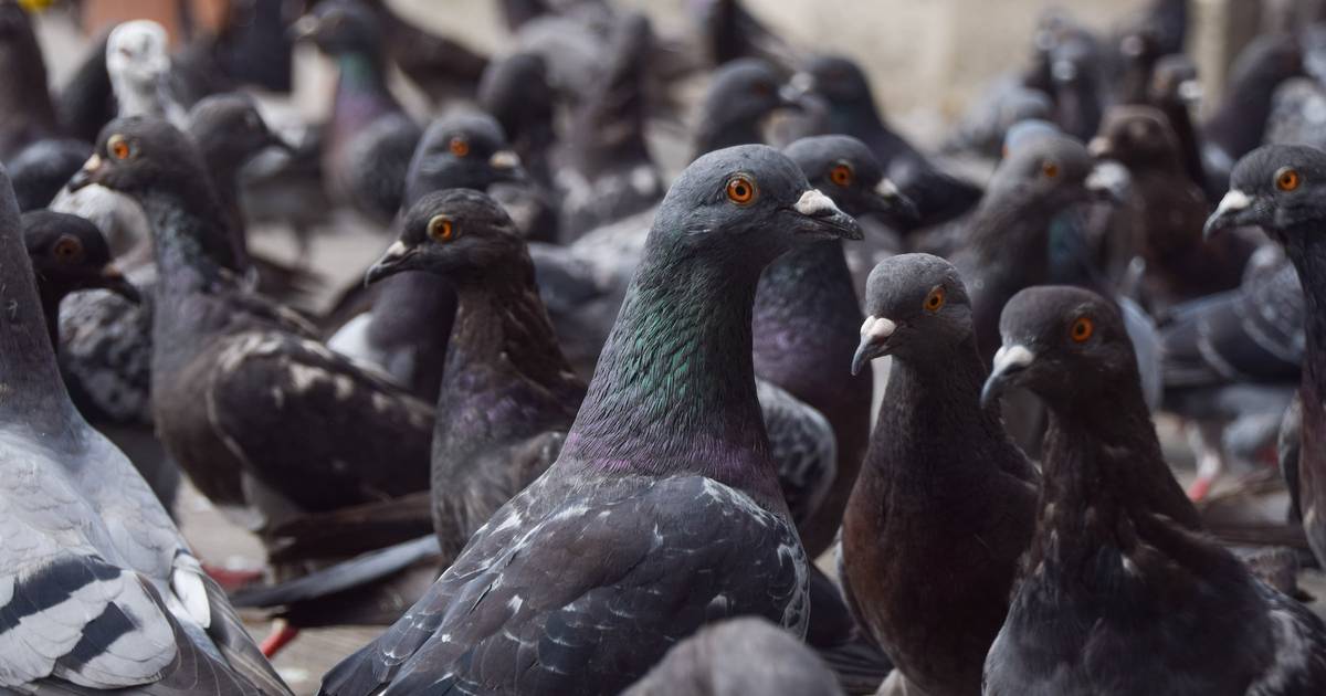 Visual Bird Deterrents NJ, NY, CT | Birds & Geese Beware, Inc