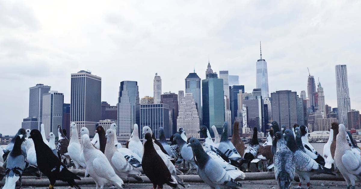 Customer Resources for Nuisance Birds | Birds & Geese Beware, Inc