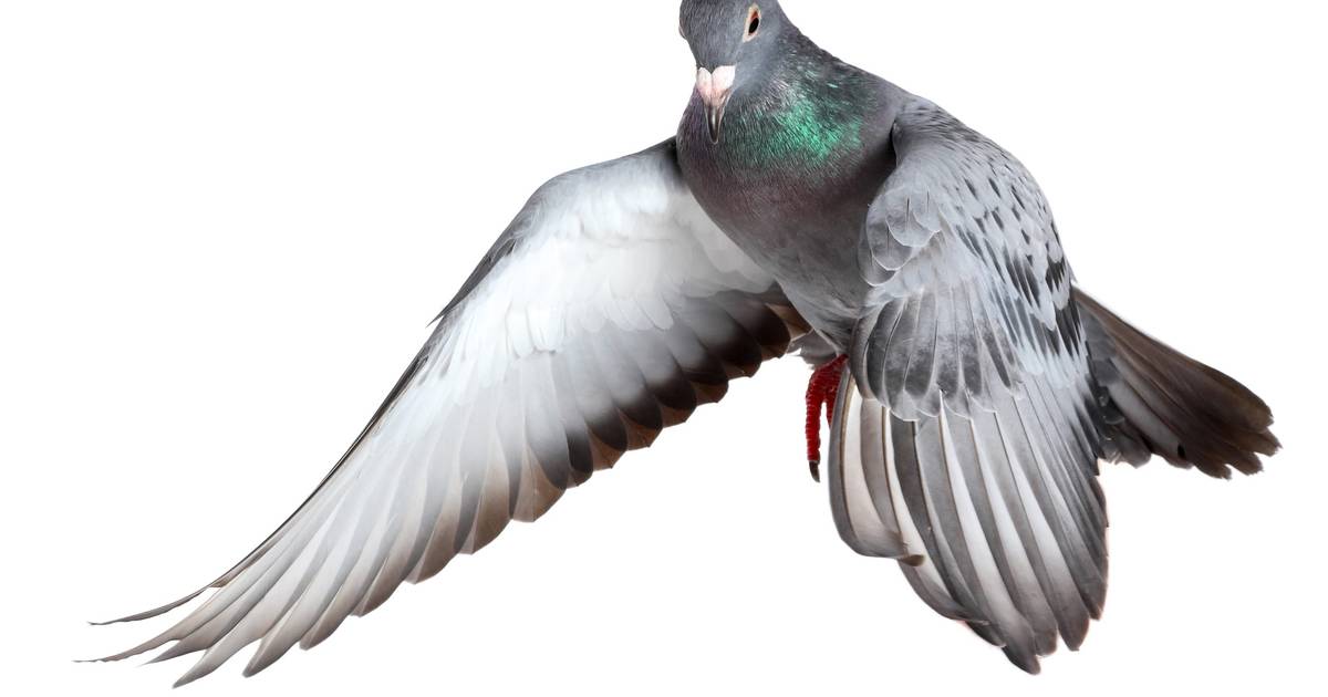Pigeon Control & Deterrents NJ, NY, CT | Birds & Geese Beware, Inc