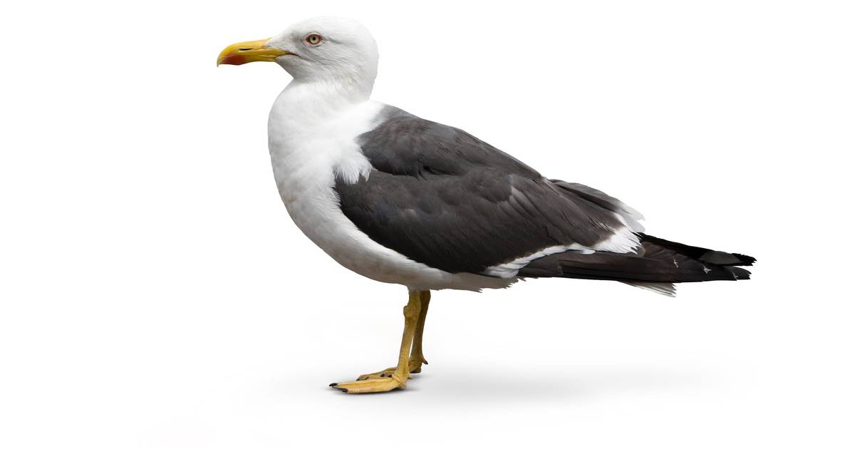 Seagull or Seabird Control & Deterrents NJ, NY, CT | Birds & Geese ...