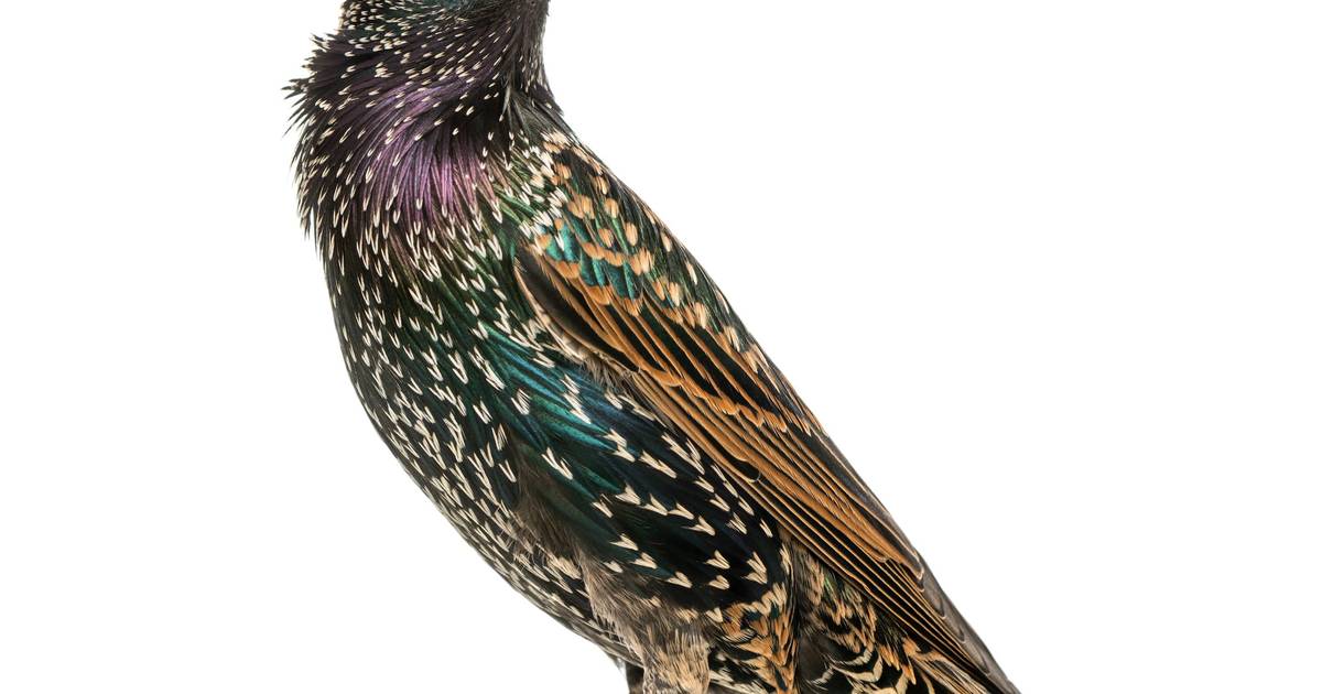 Starling Control & Deterrents NJ, NY, CT | Birds & Geese Beware, Inc