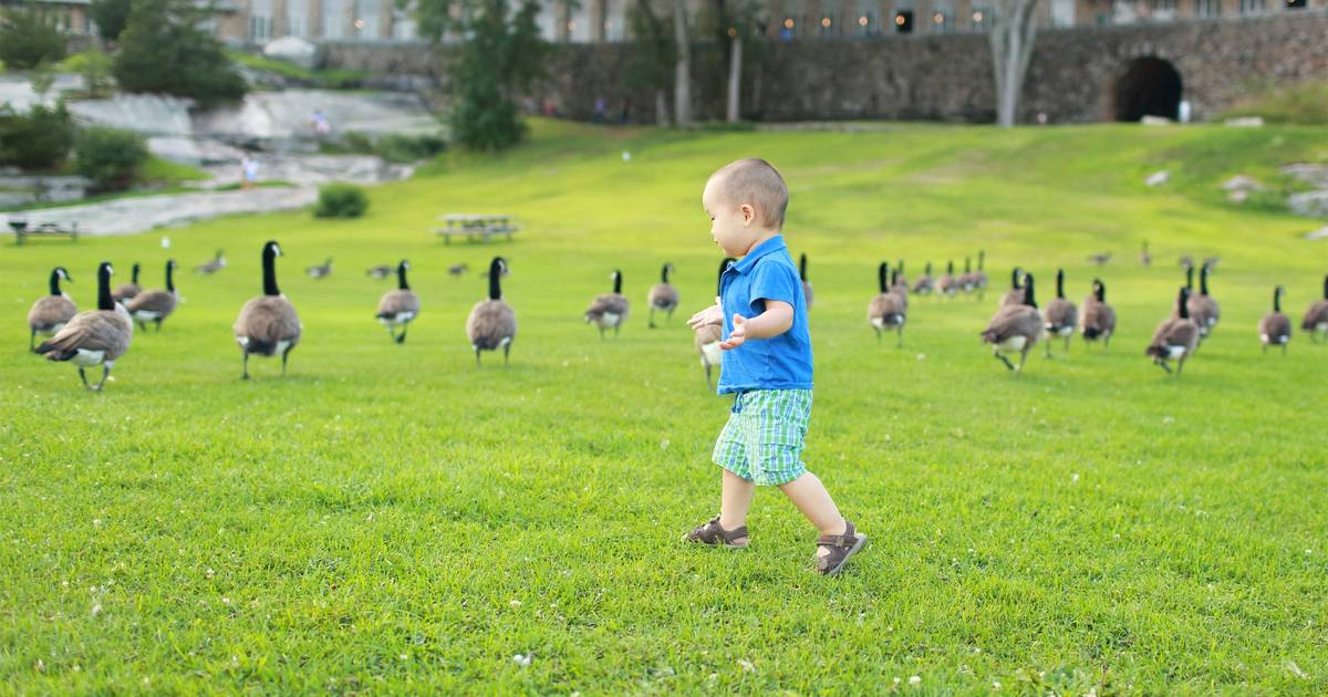 Canada geese Control Brick Township, NJ | Birds & Geese Beware, Inc