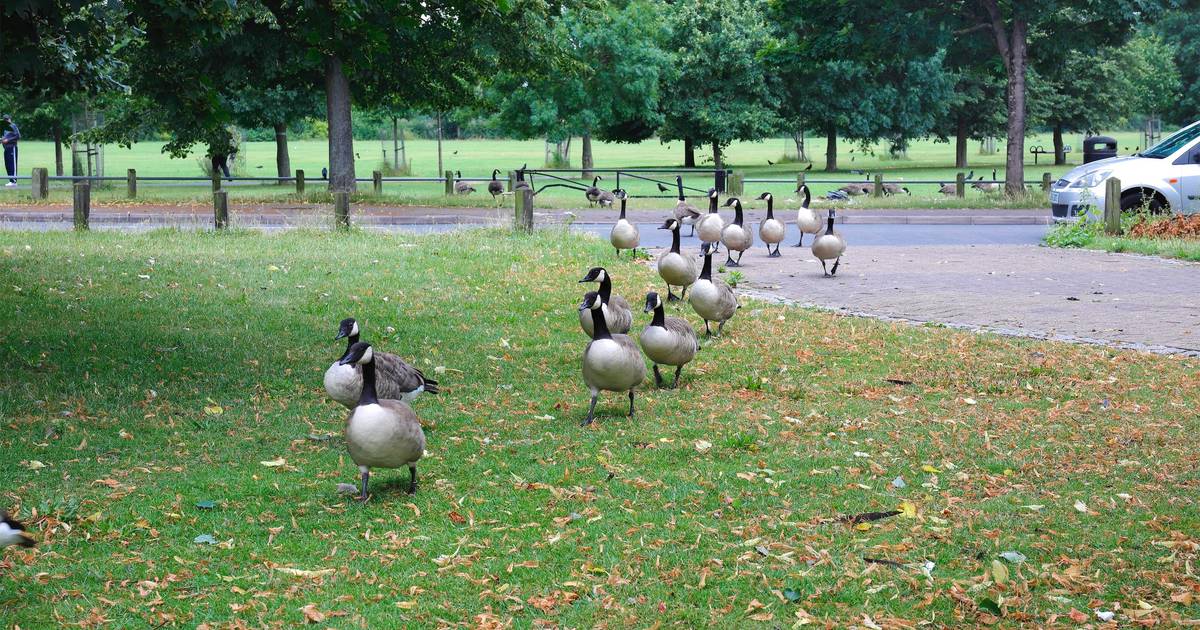 Canada geese Control Waretown, NJ | Birds & Geese Beware, Inc