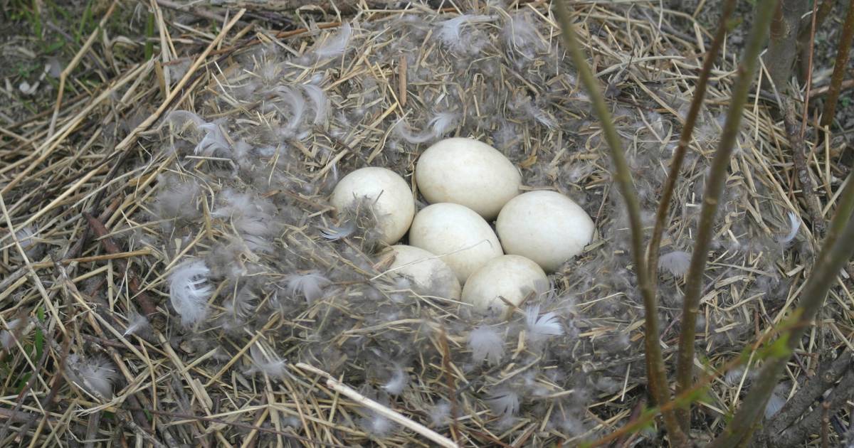 Canada geese Egg Addling NJ, NY, CT | Birds & Geese Beware, Inc