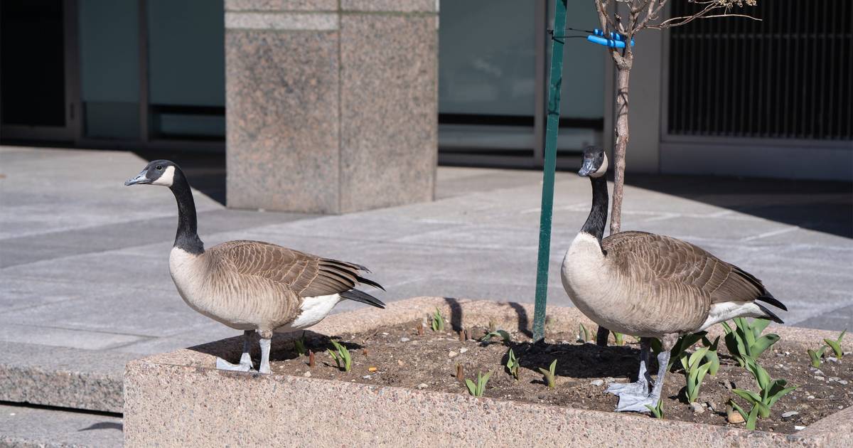 Canada geese Behavioral or Habitat Modification NJ, NY, CT | Birds ...