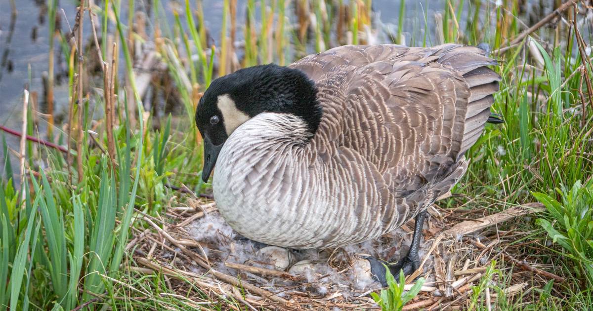 Canada geese Laser Deterrents NJ, NY, CT | Birds & Geese Beware, Inc