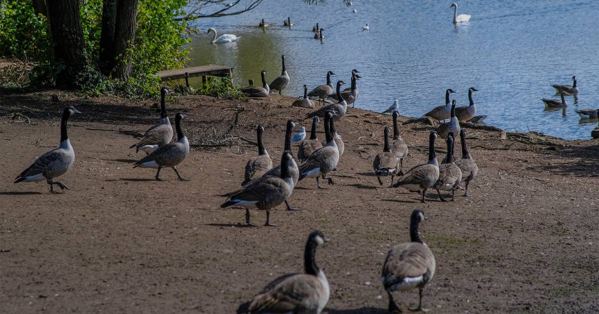 Canada geese Wire Exclusion NJ, NY, CT | Birds & Geese Beware, Inc