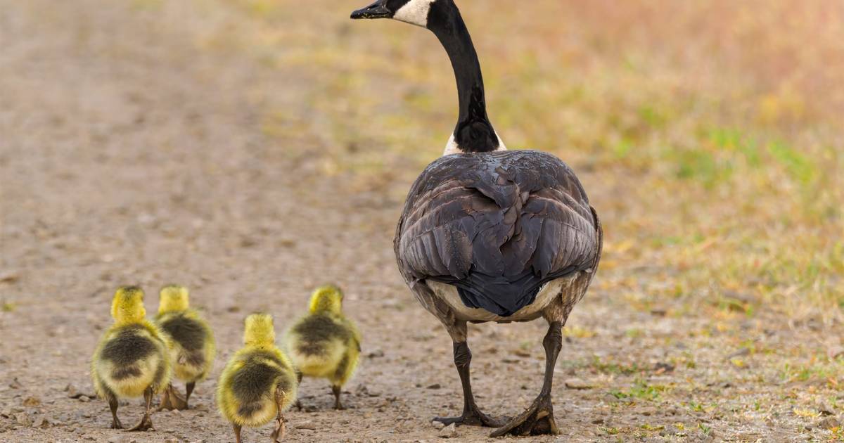 Repellents for Canada geese NJ, NY, CT | Birds & Geese Beware, Inc