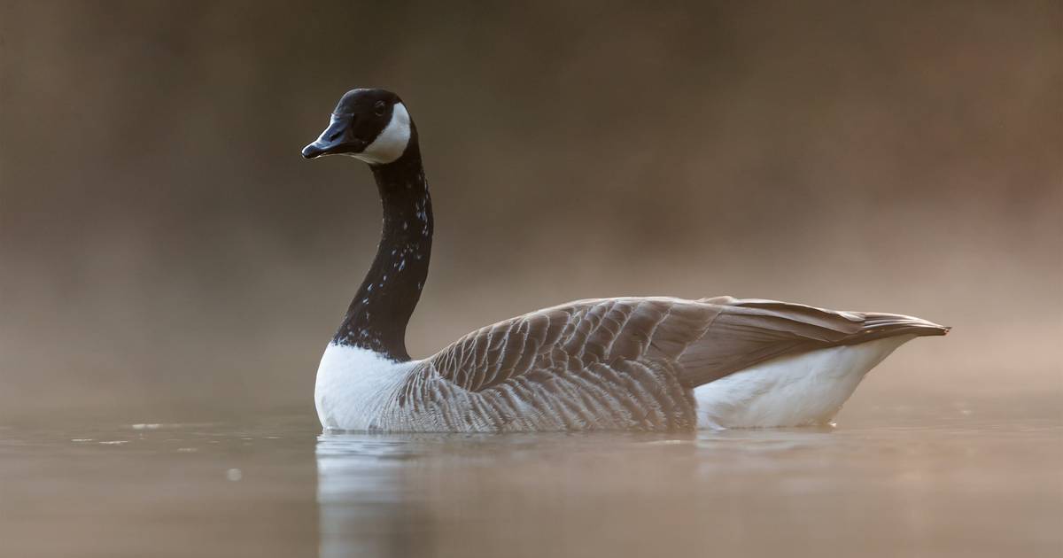 Canada geese Trapping NJ, NY, CT | Birds & Geese Beware, Inc