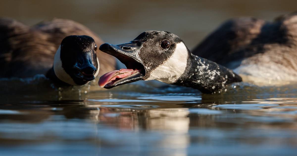 Canada geese Deterrent Types | Birds & Geese Beware, Inc