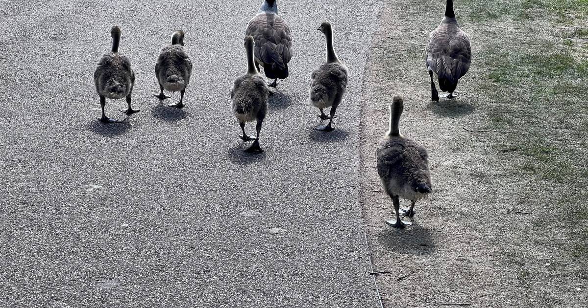 Major Signs You Have a Canada Geese Invasion | Birds & Geese Beware, Inc