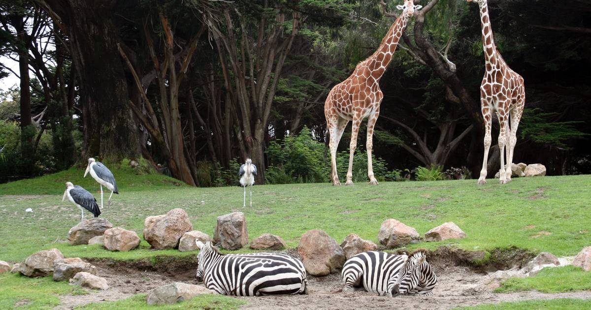 Zoo Bird Control NJ, NY, CT | Birds & Geese Beware, Inc