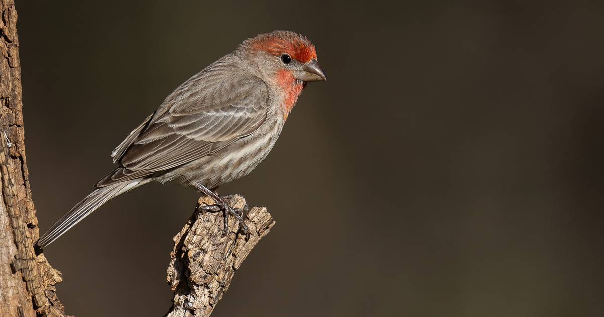 Finch Control & Deterrents NJ, NY, CT | Birds & Geese Beware, Inc