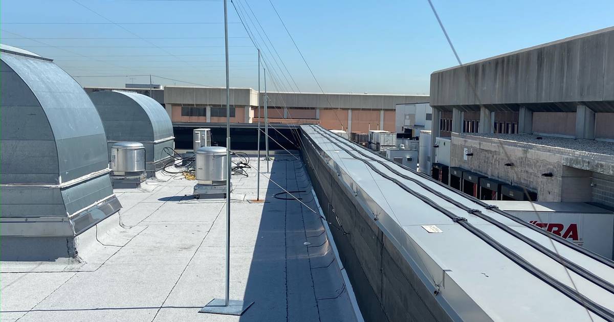 Wire-Grid Seagull Project Gallery | Birds & Geese Beware, Inc