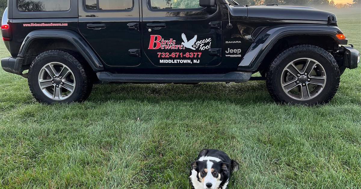 Bird Control & Canada geese Control Services in NJ, NY & CT | Birds ...